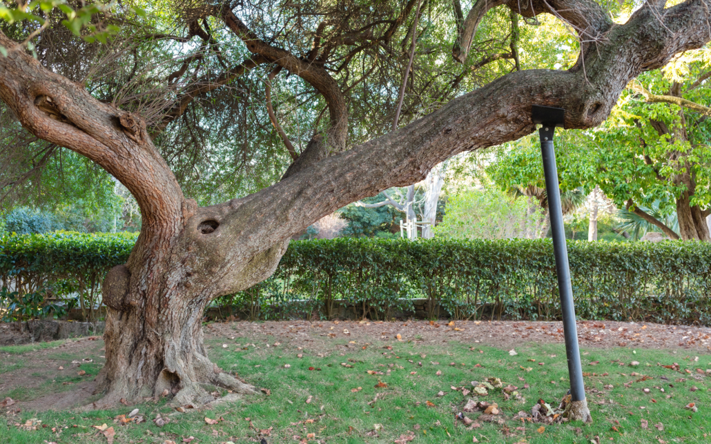 Tree Cabling and Bracing Services | Meyer Tree Services