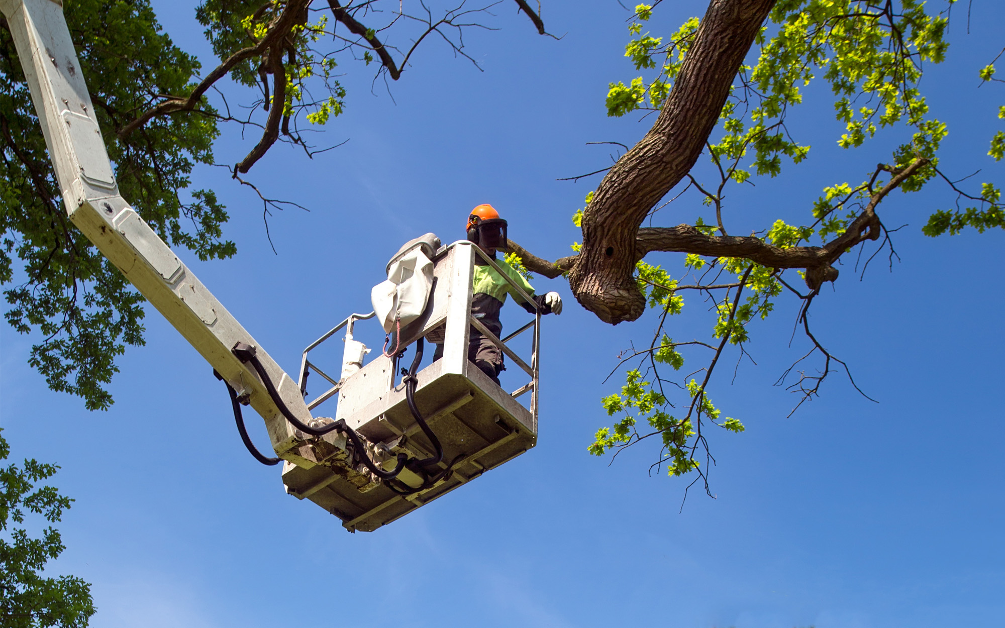 Tree Service in Kirkwood | Meyer Tree Service