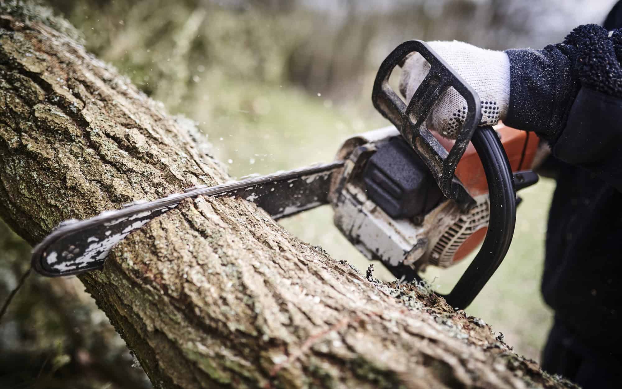The Benefits of Tree Trimming and Pruning