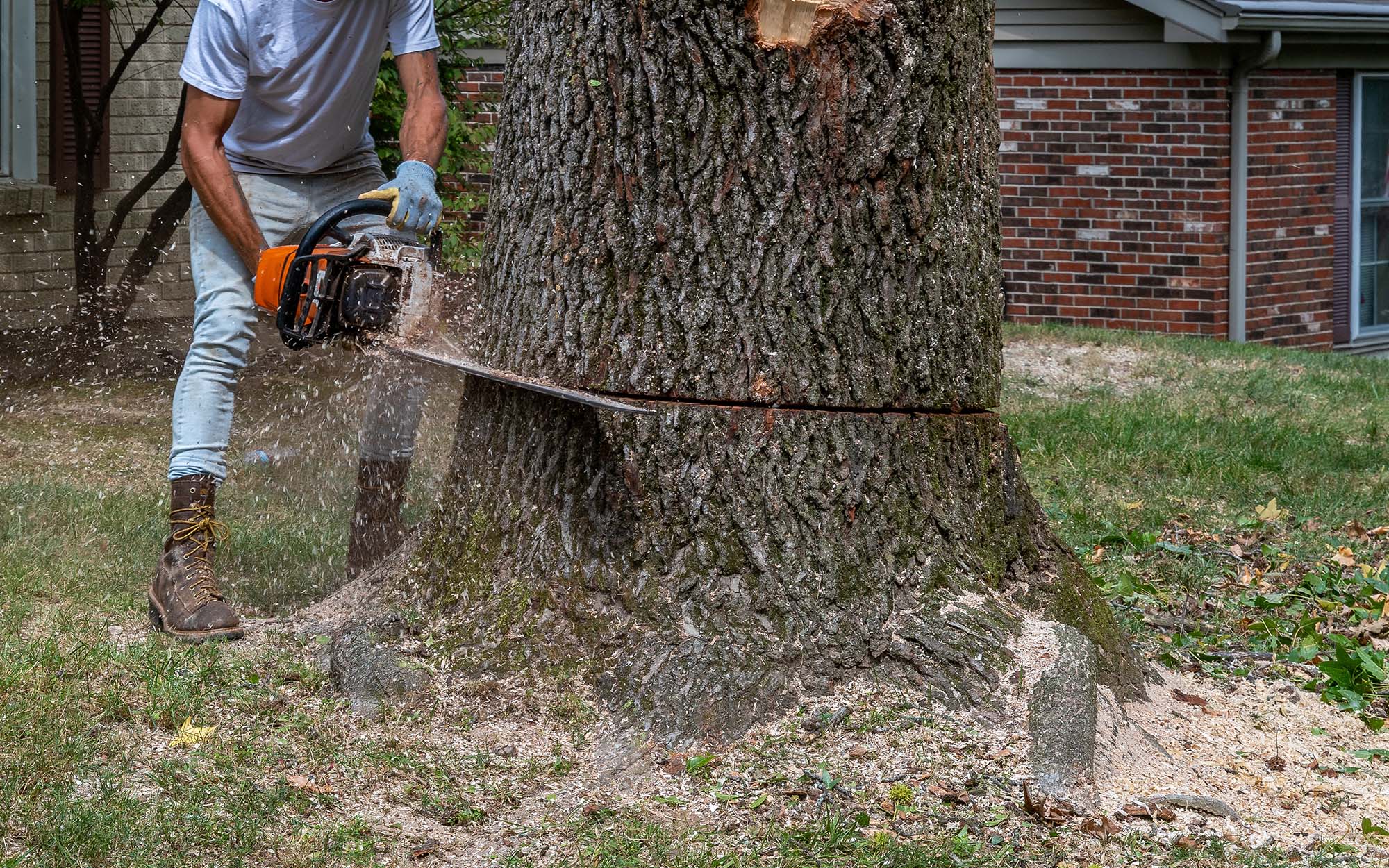 Tree Removal Cost: What to Expect in St. Louis