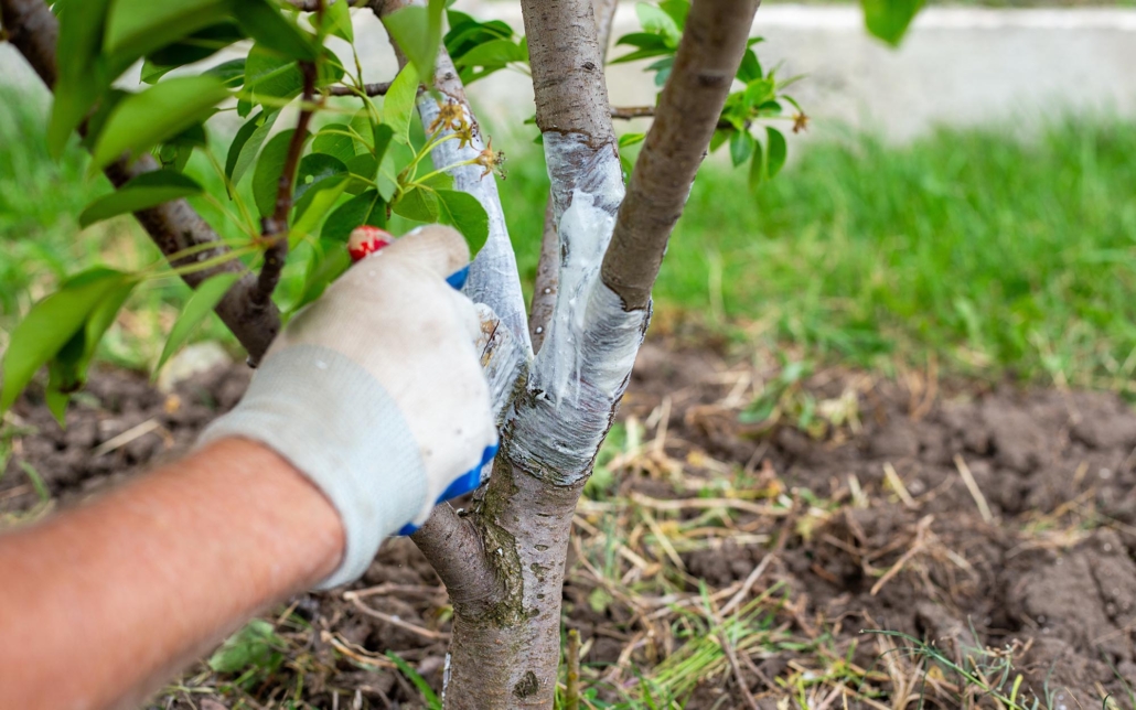 Treating Tree Pests With Expert Care in St. Louis