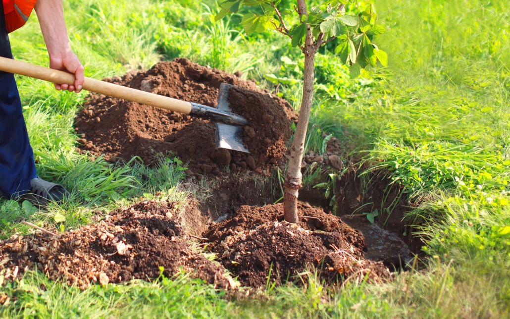 Experts Tips on How to Care for Newly Planted Trees