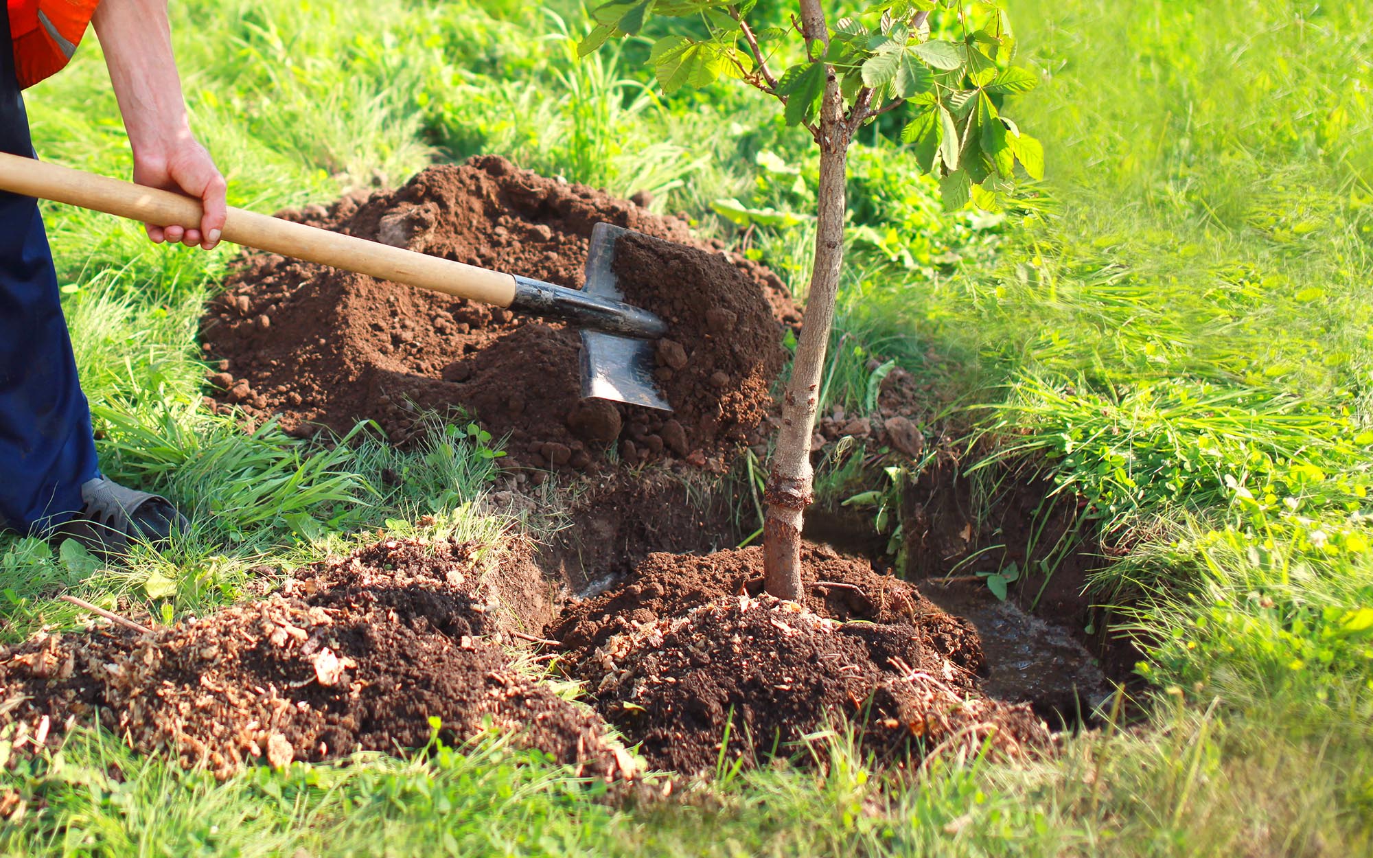 Experts Tips on How to Care for Newly Planted Trees