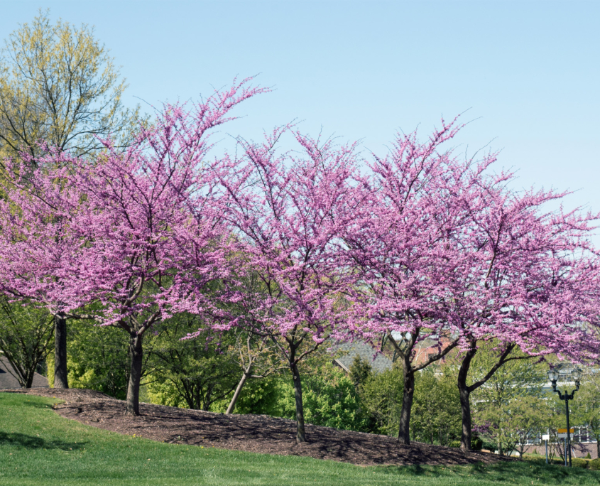 Homeowner’s Guide to Tree Anatomy | MTS
