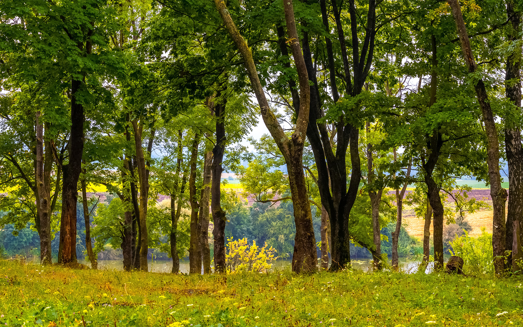 Homeowner’s Guide to Tree Anatomy | MTS