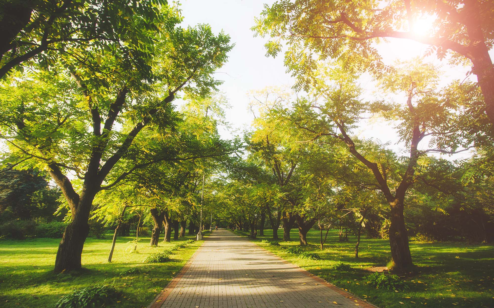 Expert Summer Tree Care Advice for Beating St. Louis' Heat