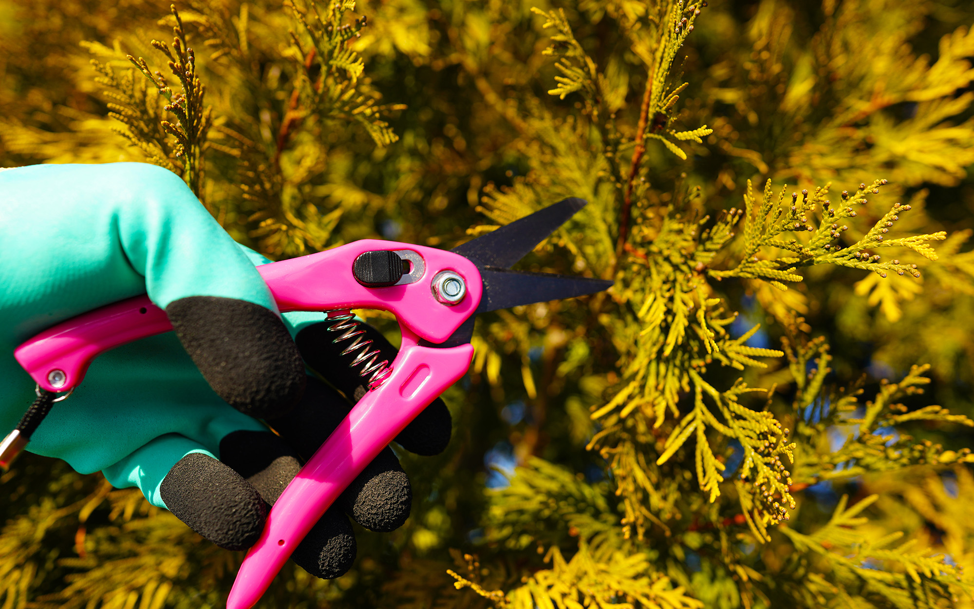 Dormant Tree Pruning for Commercial Properties | MTS