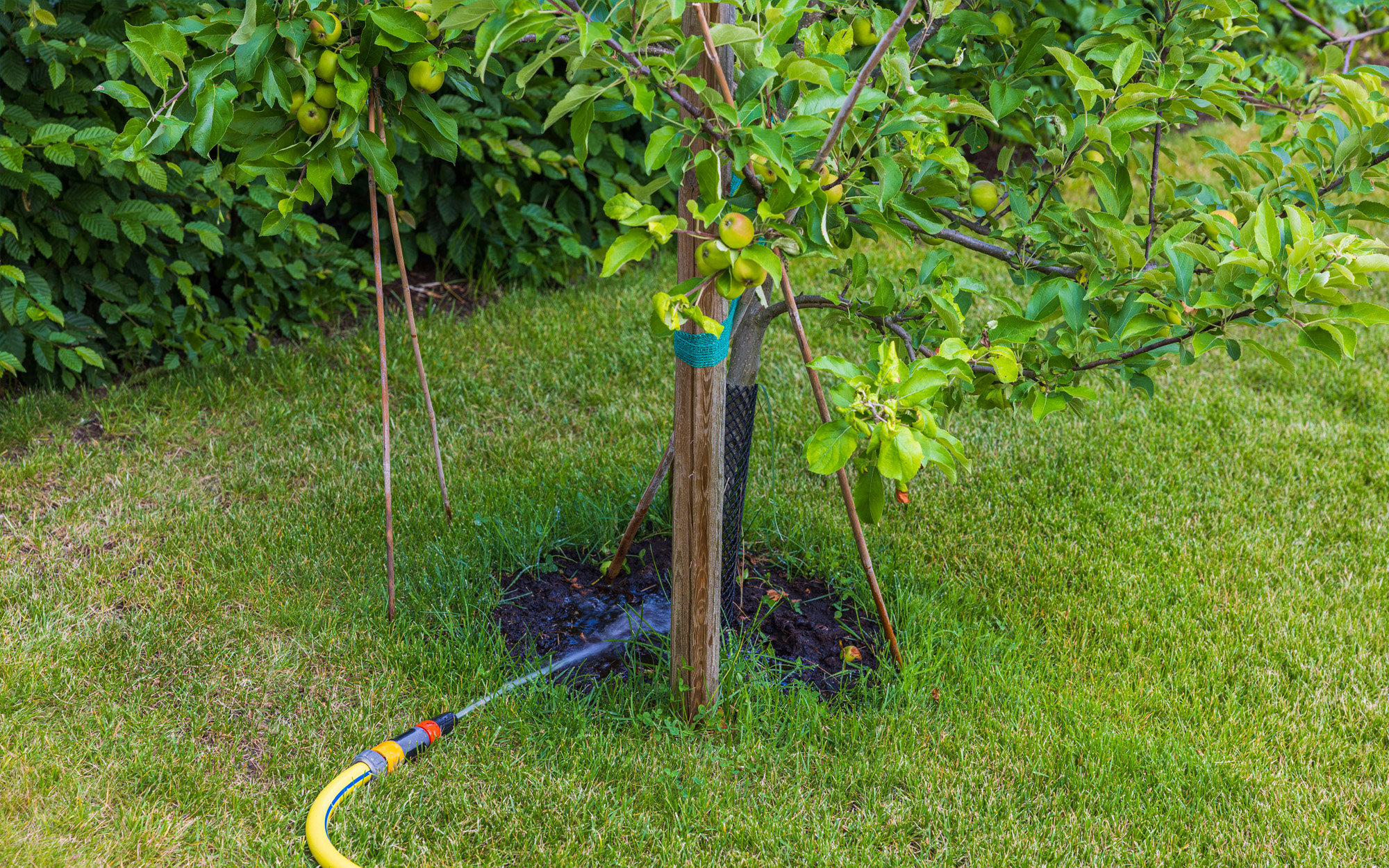 Late Summer Tree Care Tips for Commercial Properties | MTS