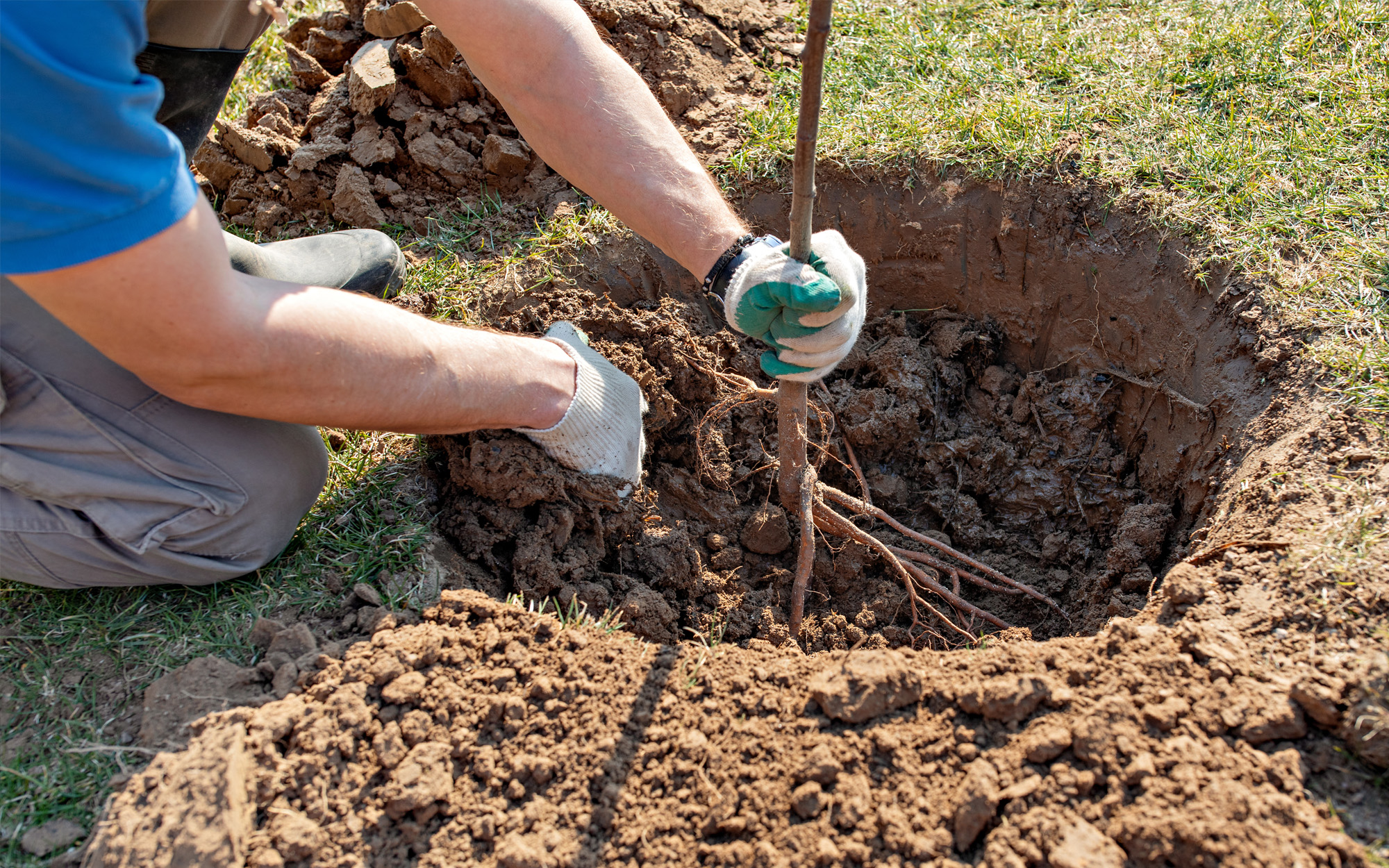 Deep Root vs. Surface Fertilization | Meyer Tree Service