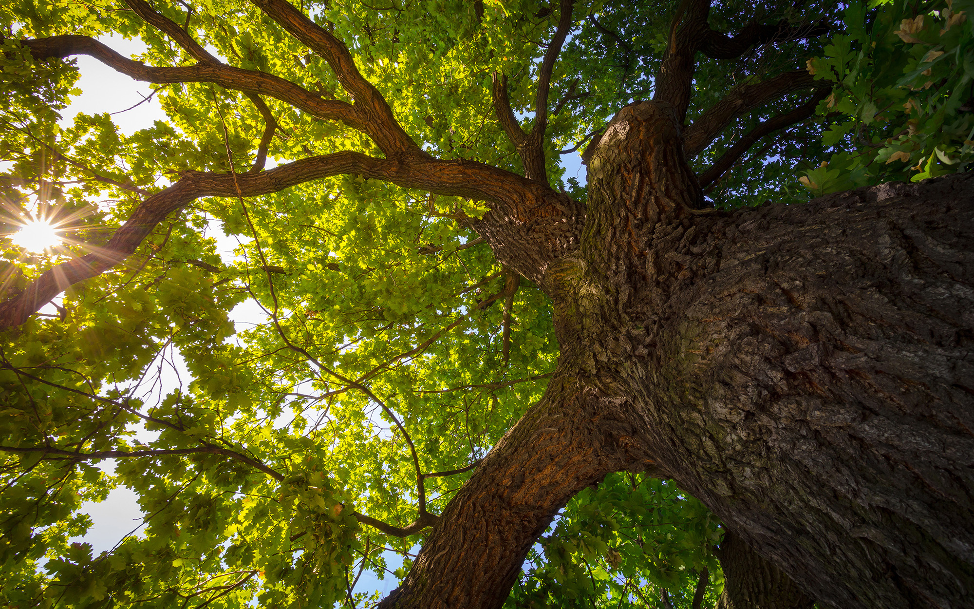 Structural Pruning for Large Oak Trees | MTS