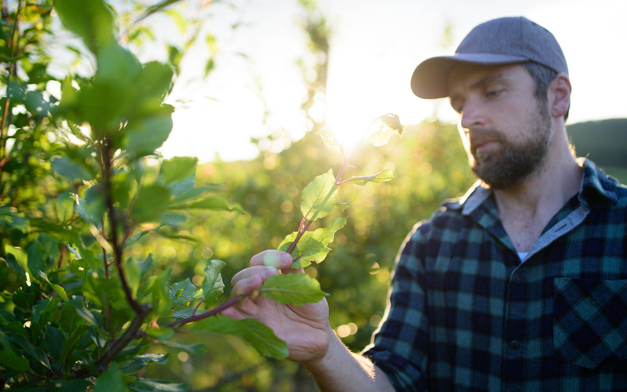 Tree Limb Inspections for Your Oak | Meyer Tree Service