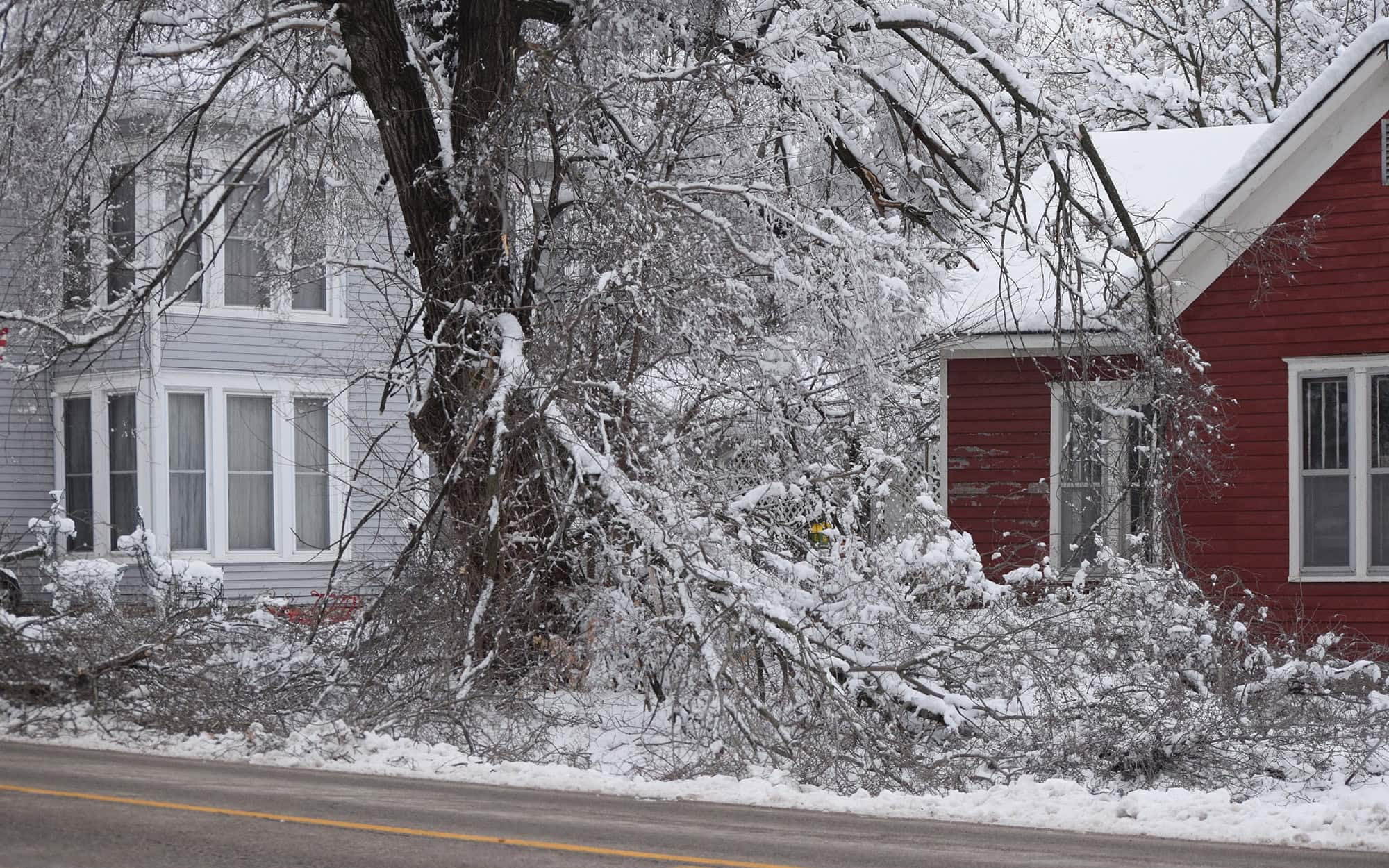 How to Spot Winter Tree Damage in St. Louis | Meyer