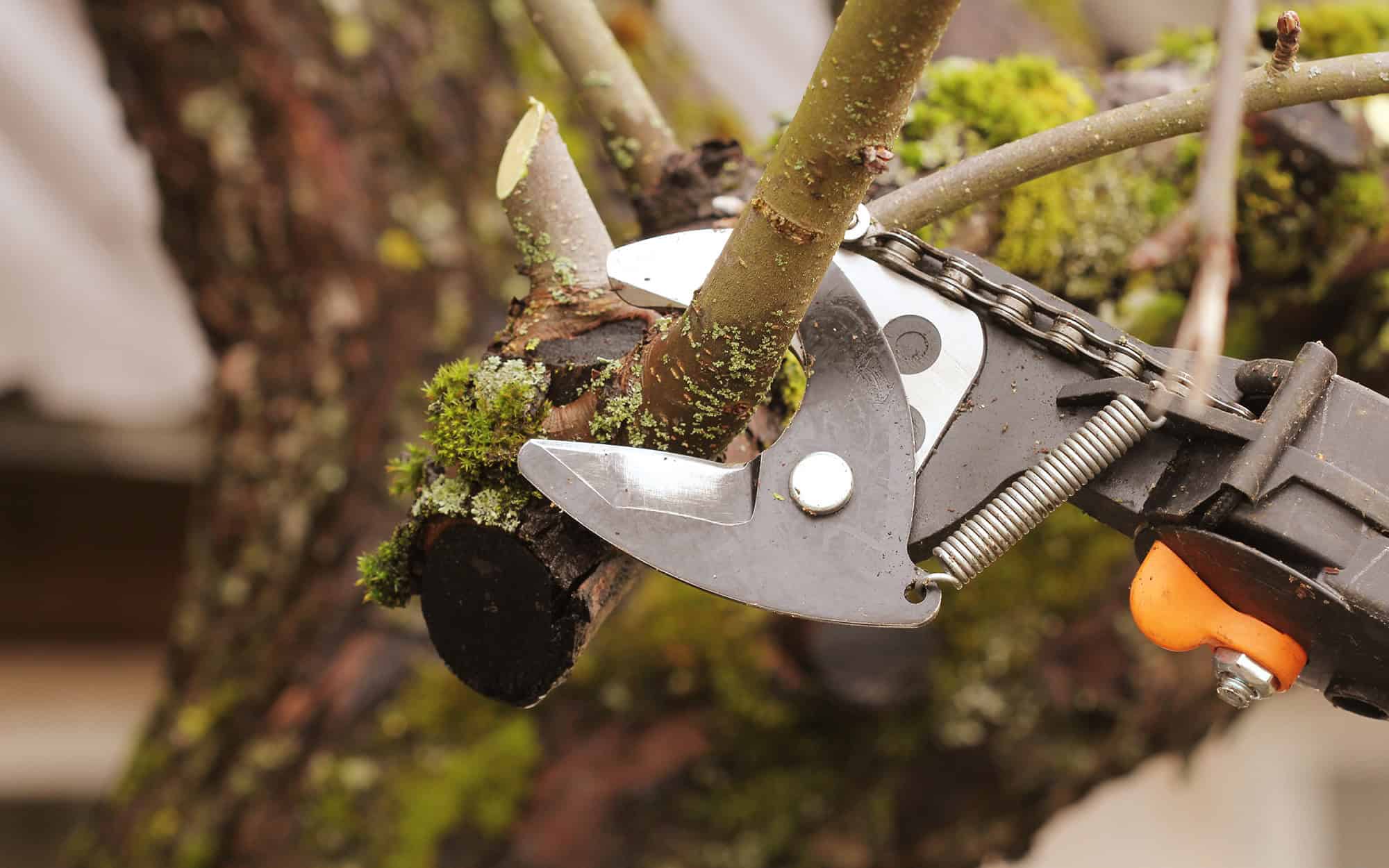 Best Time to Prune Trees in St. Louis | MTS