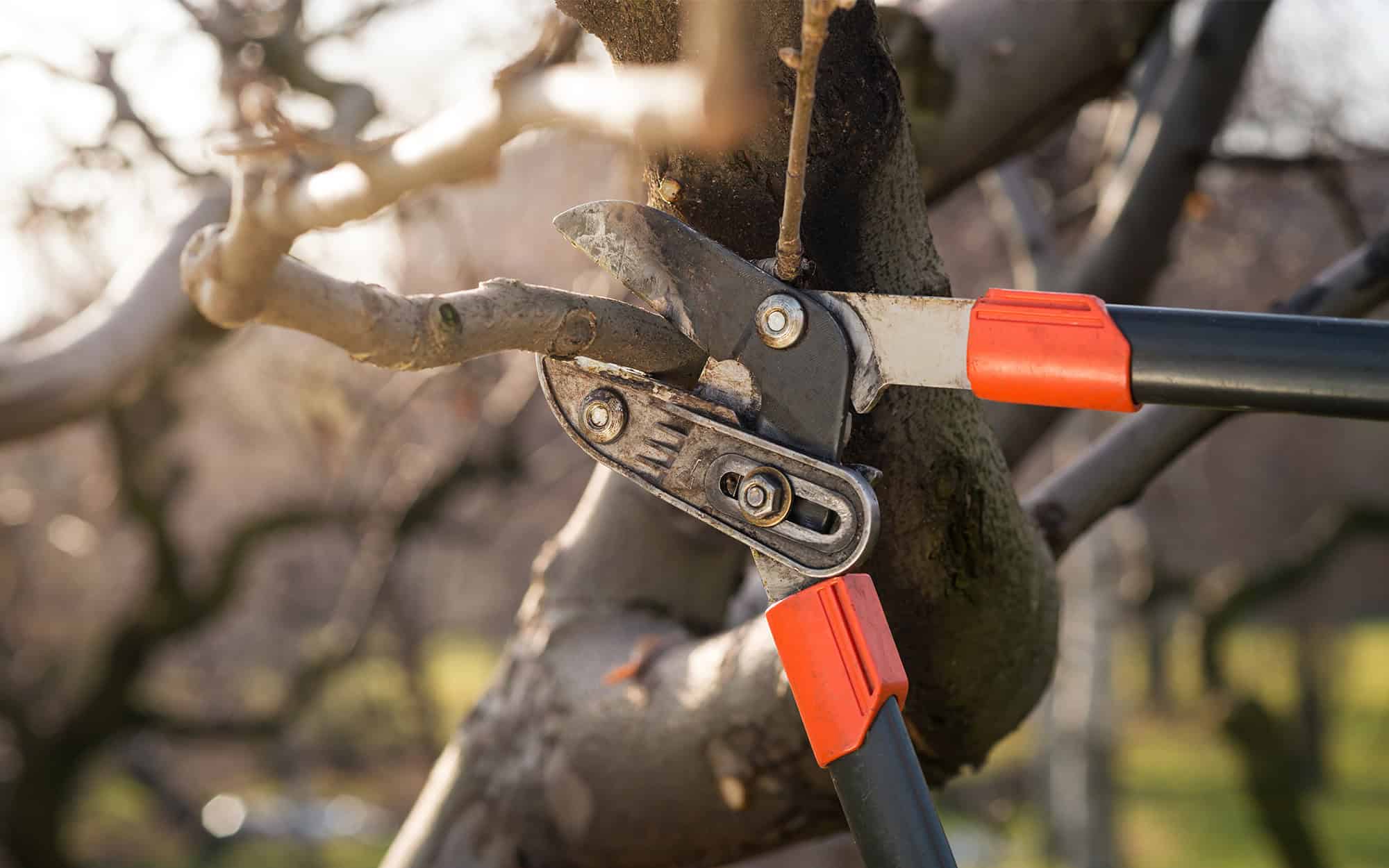 The Benefits of Dormant Pruning for St. Louis Trees | MTS